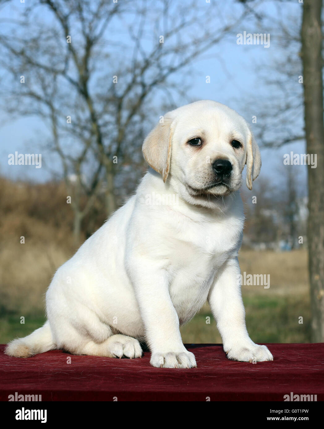 a yellow nice happy labrador puppy on red Stock Photo - Alamy
