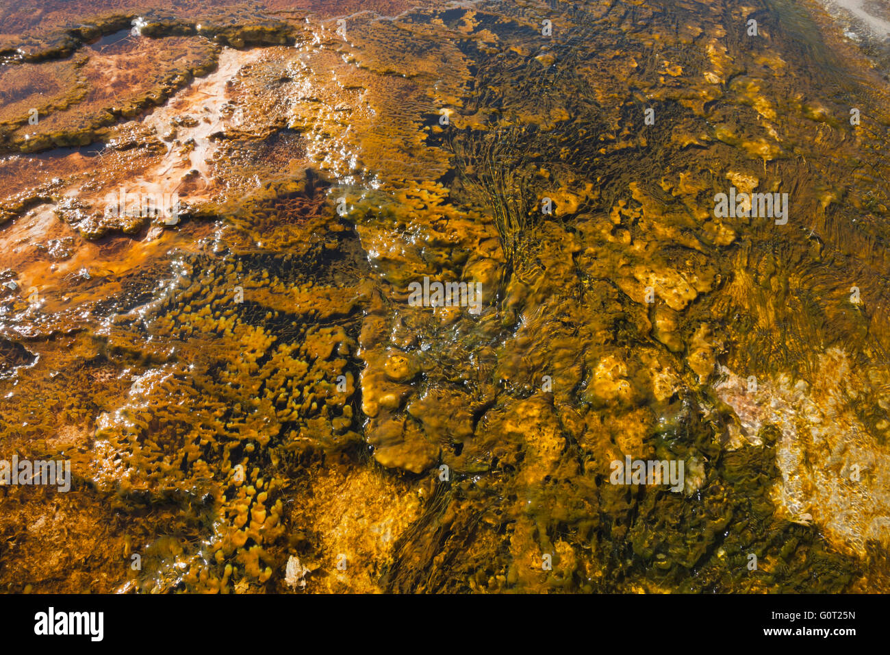 Algae texture hi-res stock photography and images - Alamy