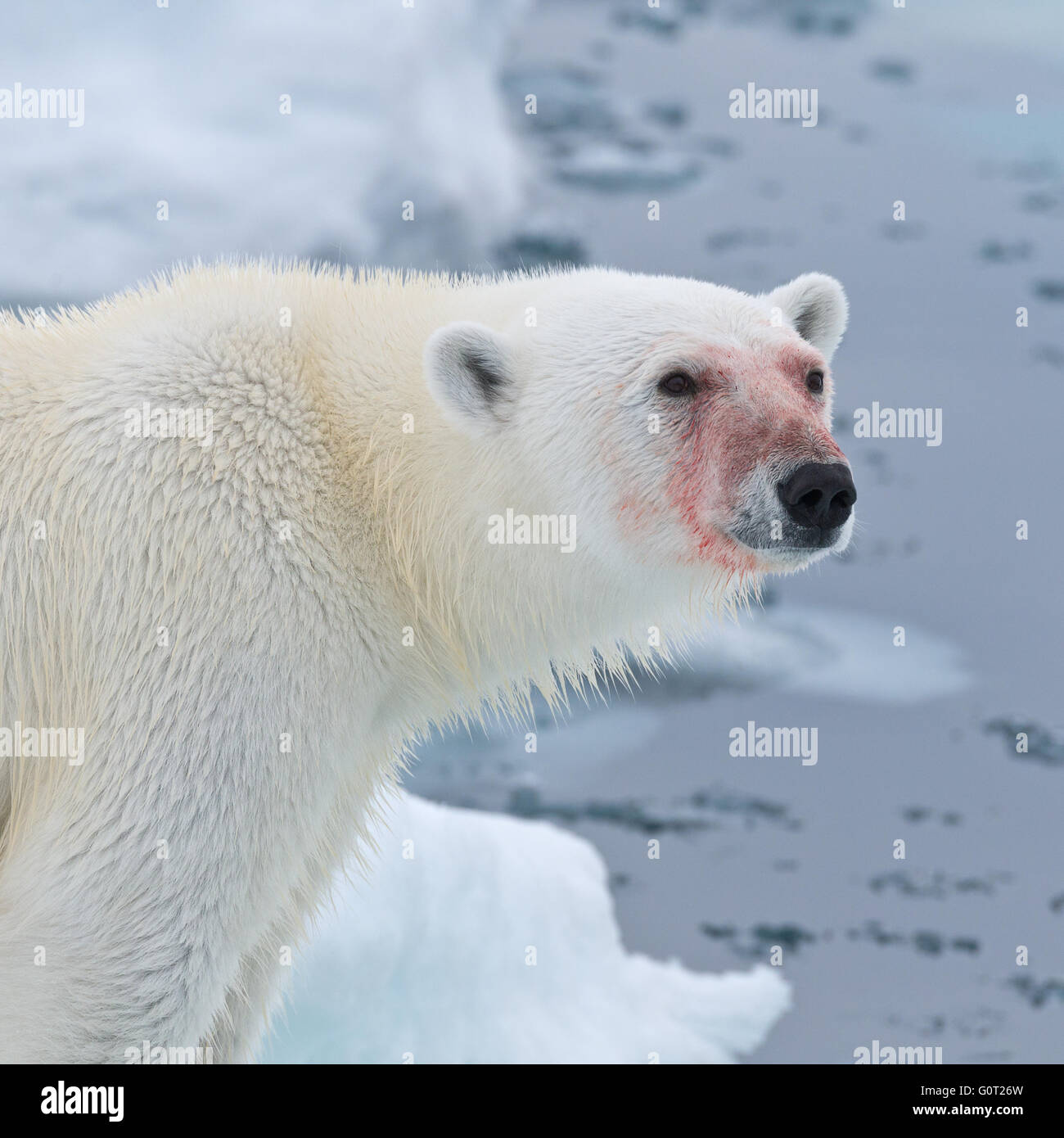 Close-up of a blood stained polar bear standing on the pack ice off ...