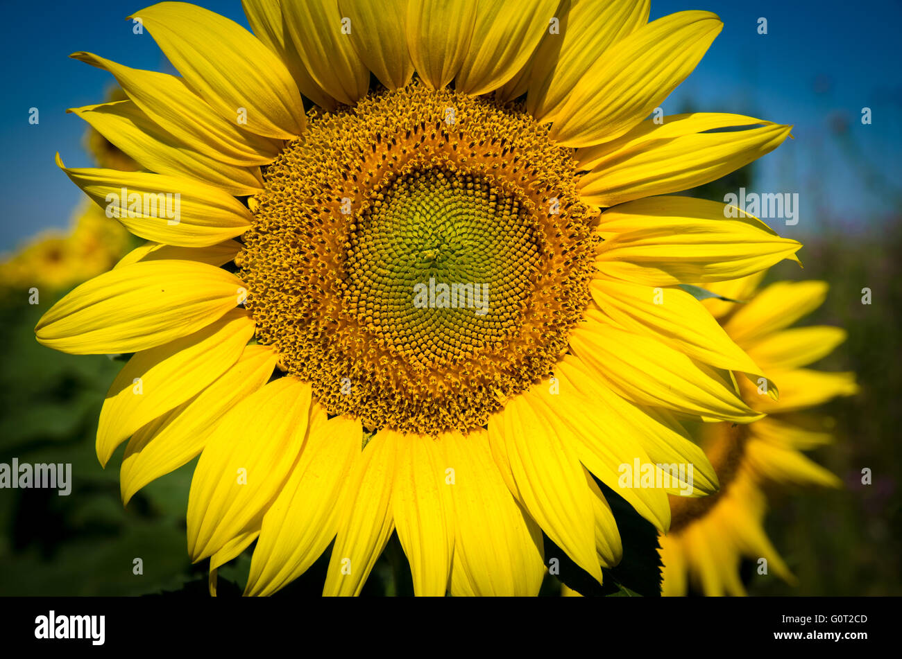 Sunflower flower head hi-res stock photography and images - Alamy