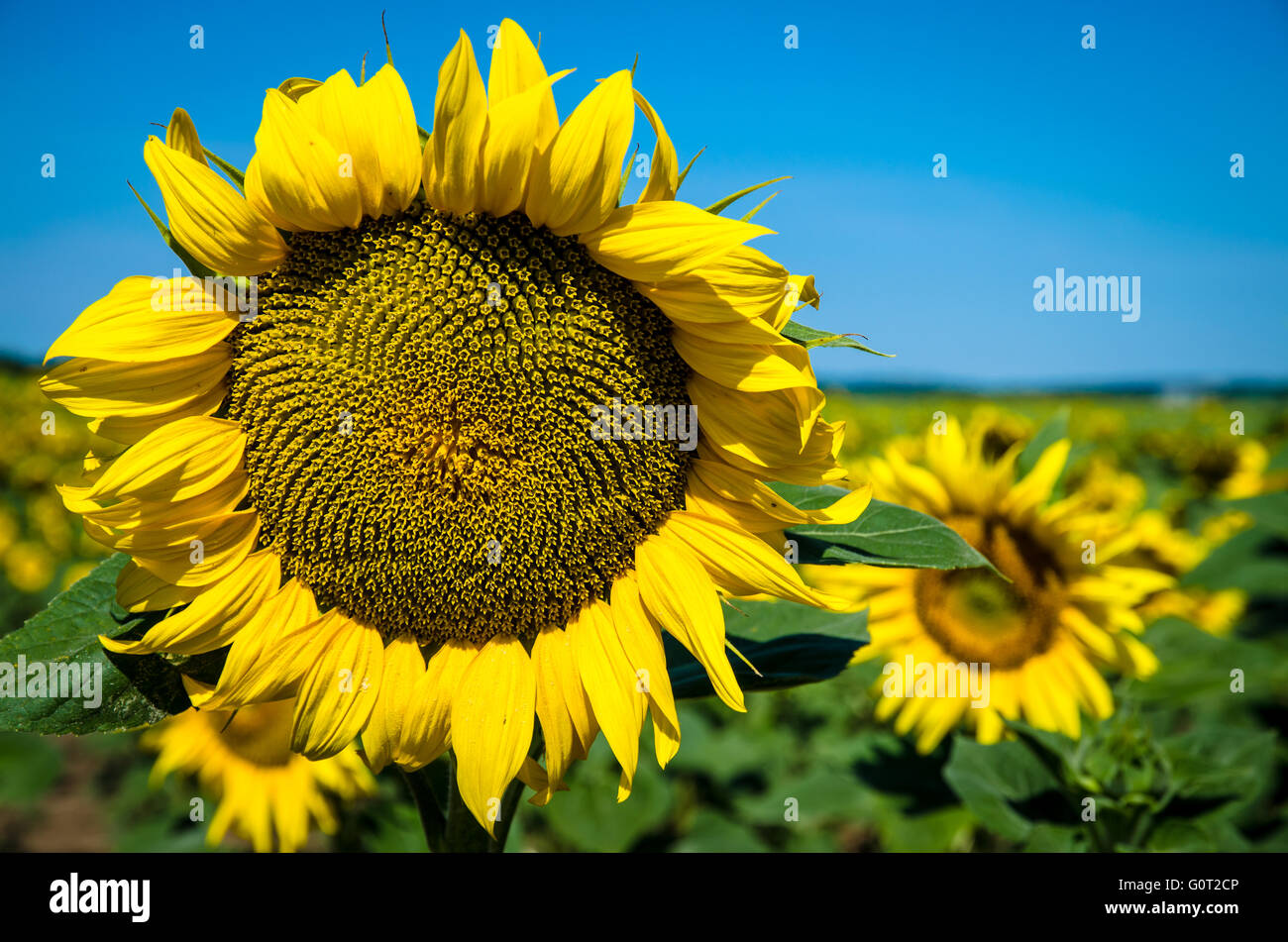 detail of yellow sunflower flower head Stock Photo - Alamy