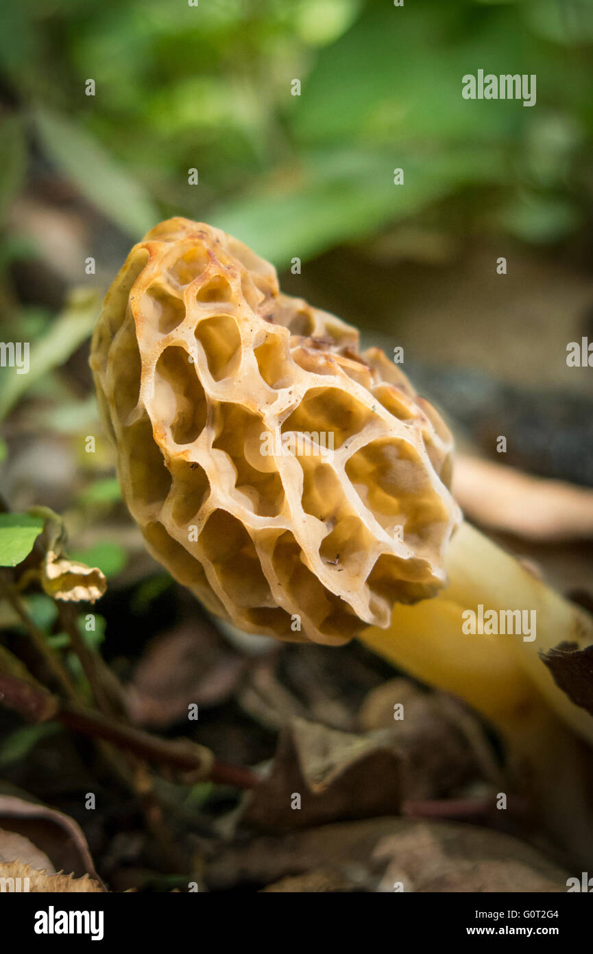 Appalachia forest floor hi-res stock photography and images - Alamy