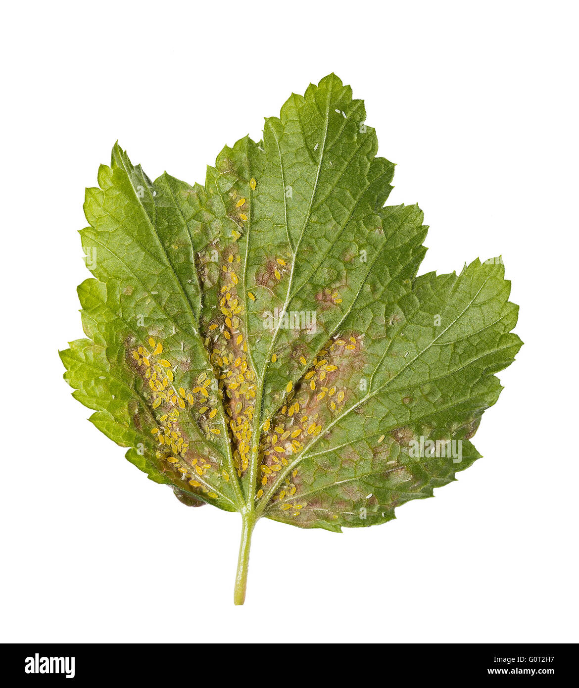 Spider mites hi-res stock photography and images - Alamy