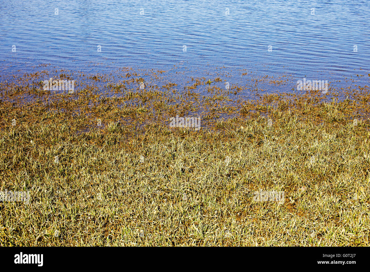 Recently flooded grass by accumulation lake Stock Photo - Alamy