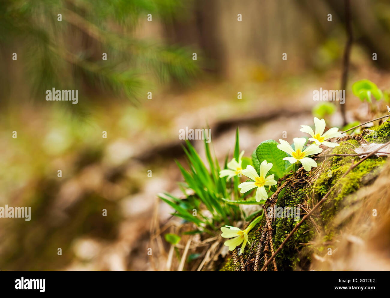 Beautiful wild primroses in the forest Stock Photo - Alamy