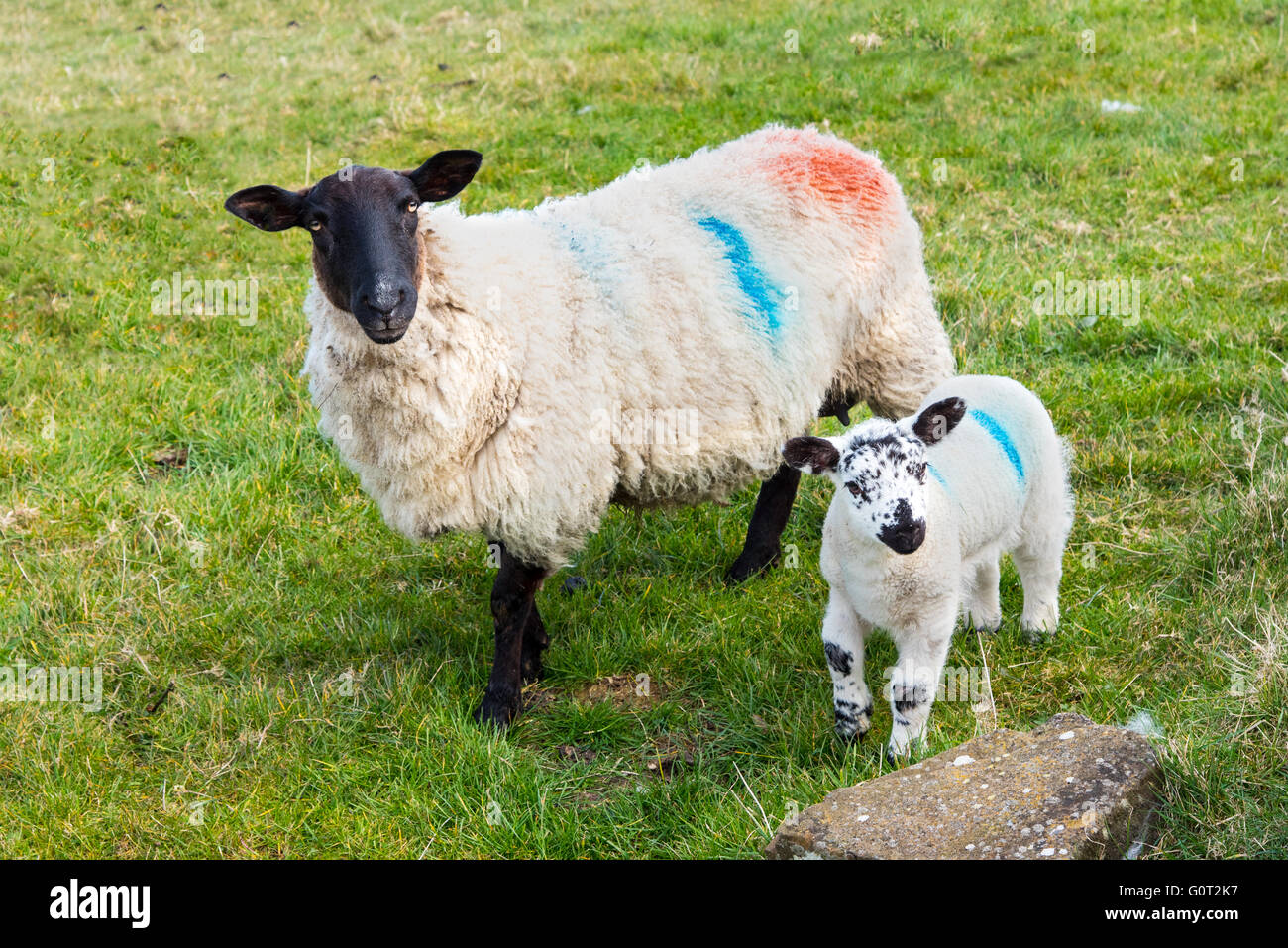 Lamb ireland hi-res stock photography and images - Alamy
