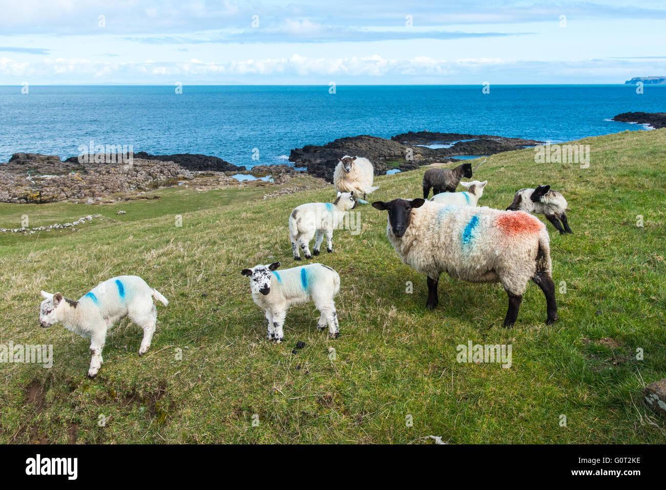 Sheep northern ireland hi-res stock photography and images - Alamy