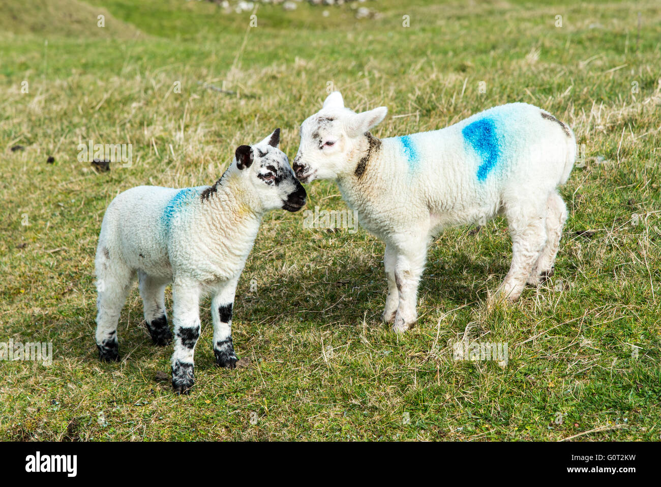 Sheep northern ireland hi-res stock photography and images - Alamy