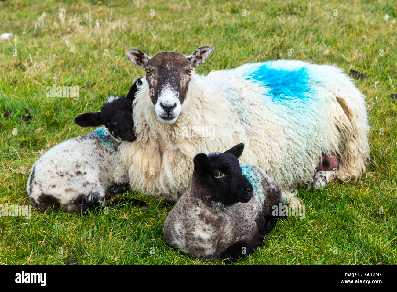 Sheep northern ireland hi-res stock photography and images - Alamy