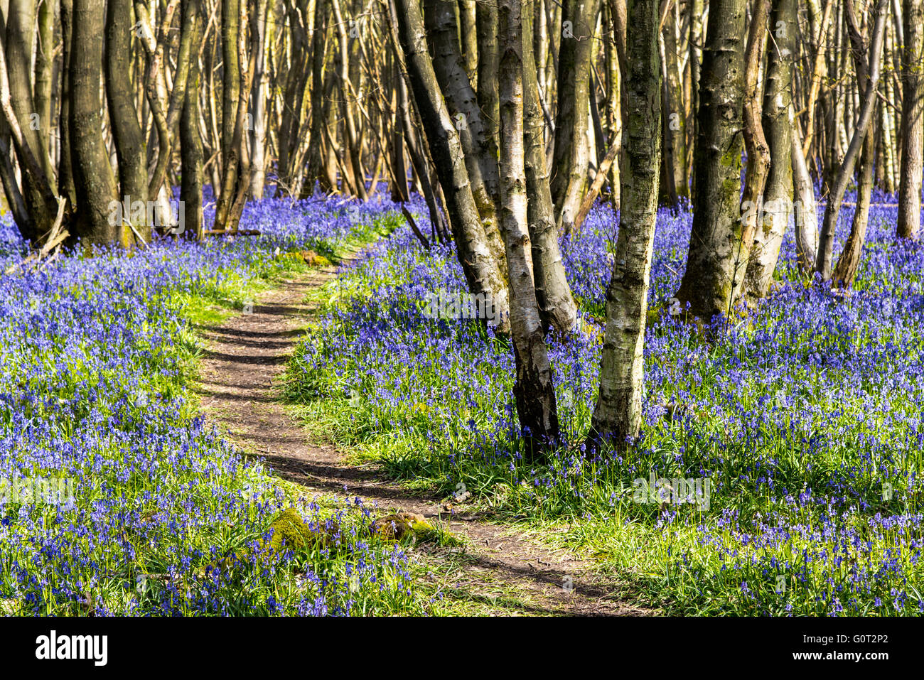 Kent kings wood spring hi-res stock photography and images - Alamy
