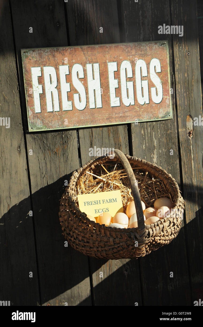 Fresh eggs display in a storefront window, North Carolina, USA Stock ...