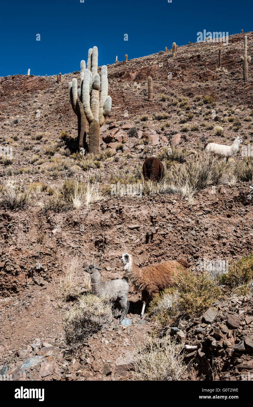 Quebrada de humahuaca llamas hi-res stock photography and images - Alamy