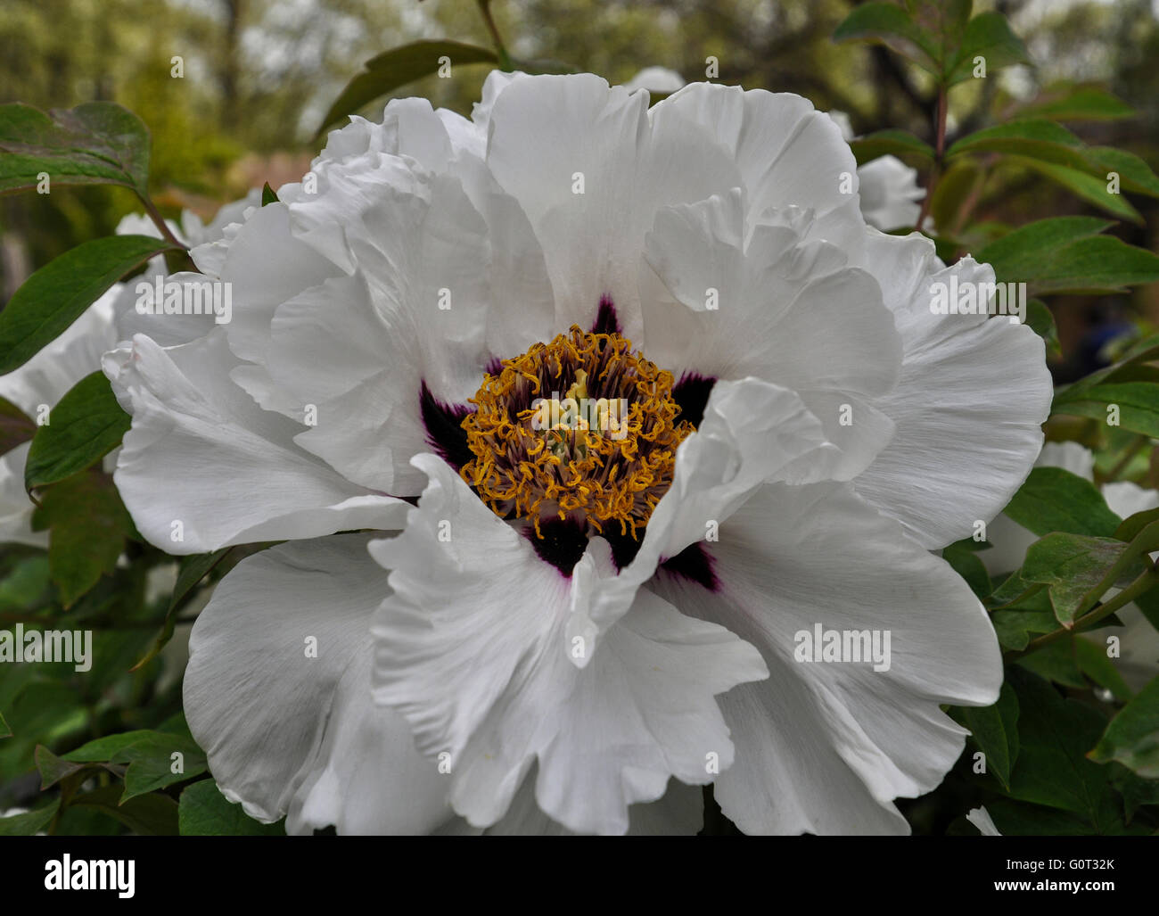 White-blown bud Chinese tree peony, close-up Stock Photo - Alamy