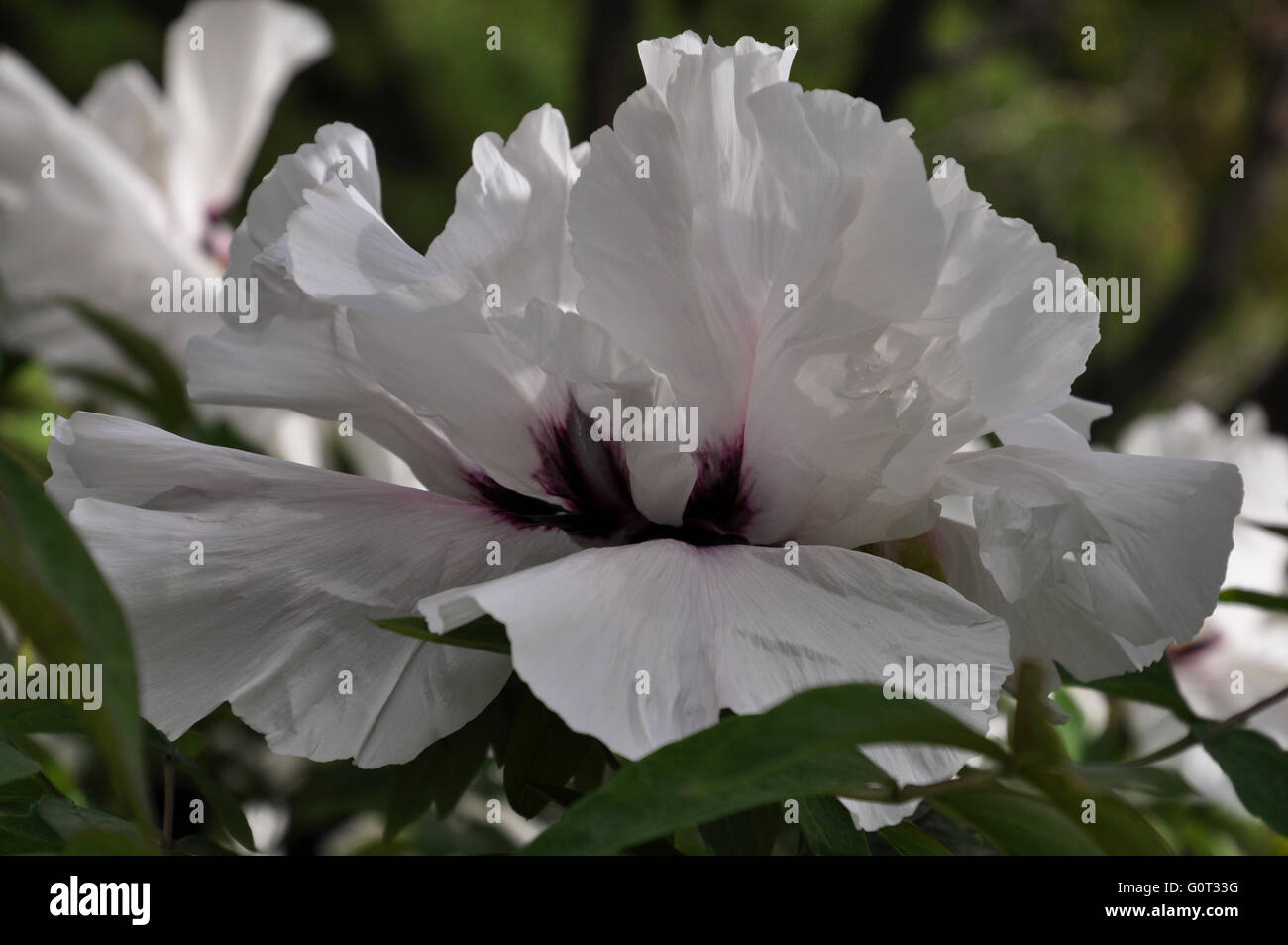 White tree peony flowering hi-res stock photography and images - Alamy