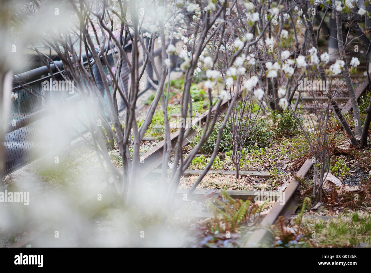 New york The High Line (also known as the High Line Park) is a linear ...