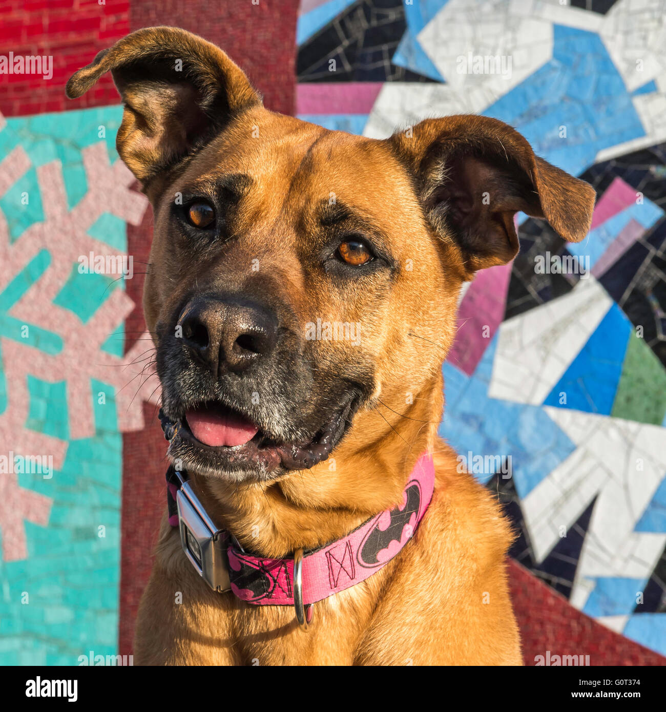 German Shepherd Pitbull Boxer Mix Puppies