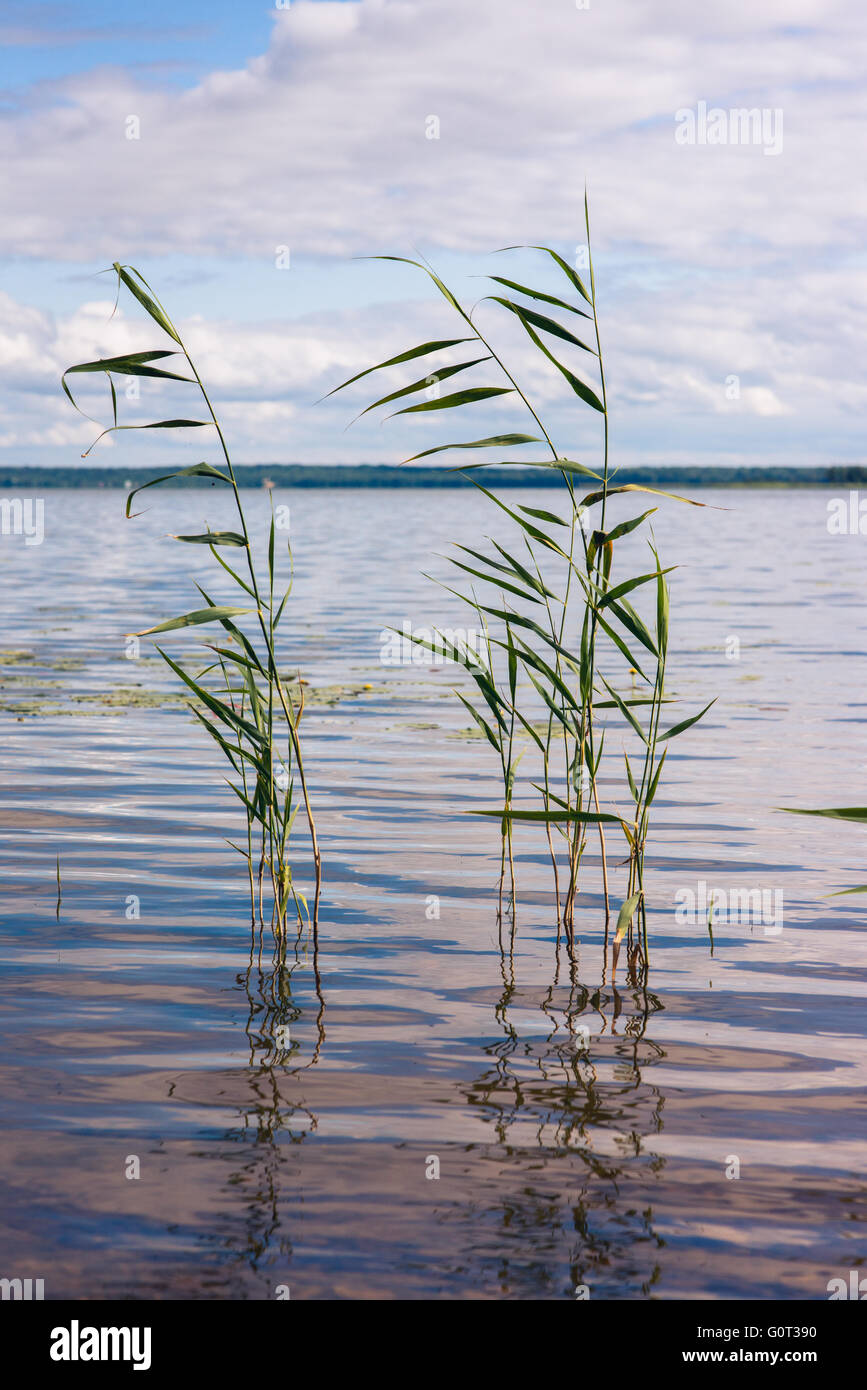 Beautiful summer lake, reeds in the foreground , on background of ...