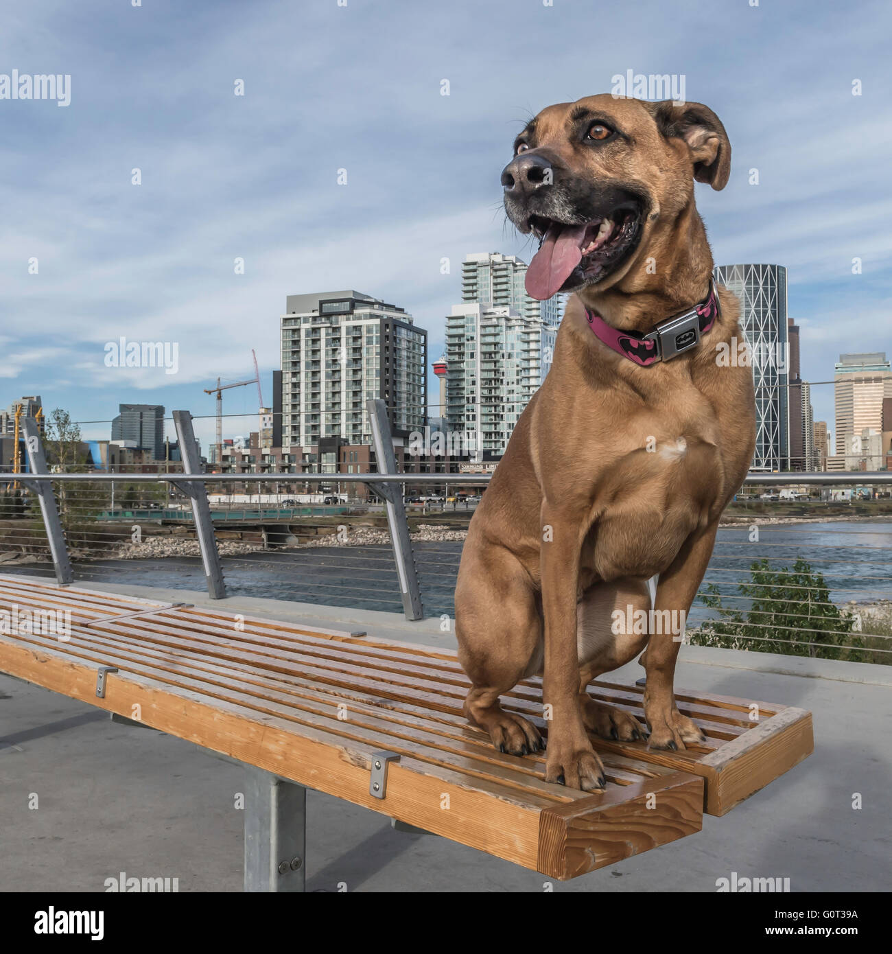 Boxer shepherd hi-res stock photography and images - Alamy
