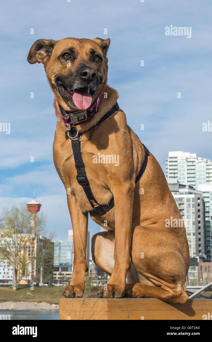 Boxer shepherd hi-res stock photography and images - Alamy