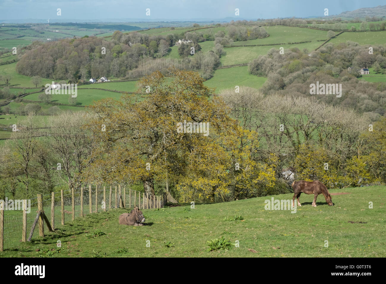 Horse donkey in field on hill west of kidwelly hi-res stock photography ...