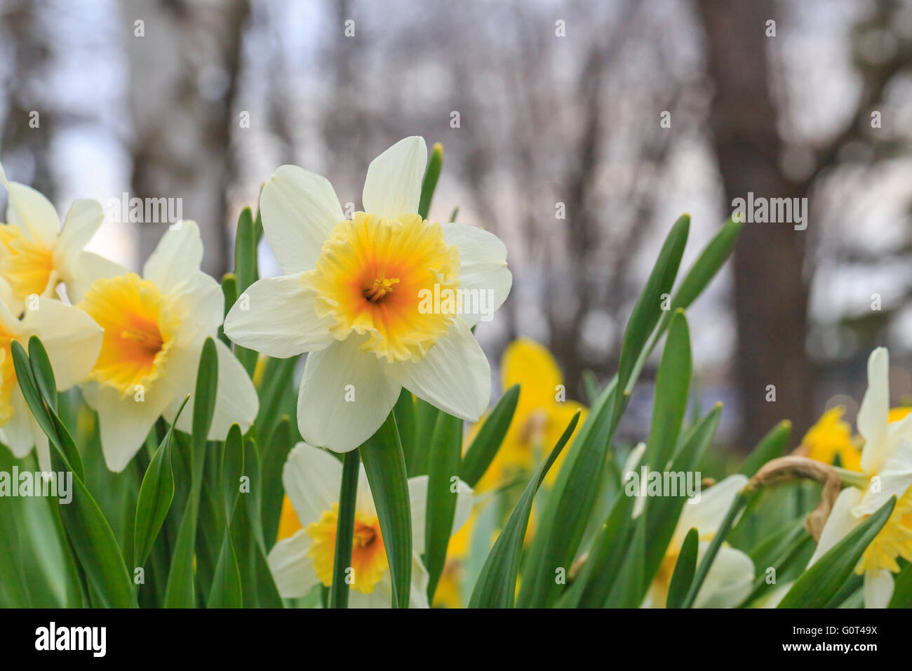 Colorful flowers in spring weather Stock Photo - Alamy