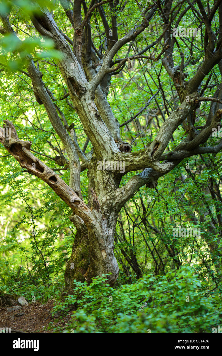 An old barren tree with hollow branches in a young forest Stock Photo ...