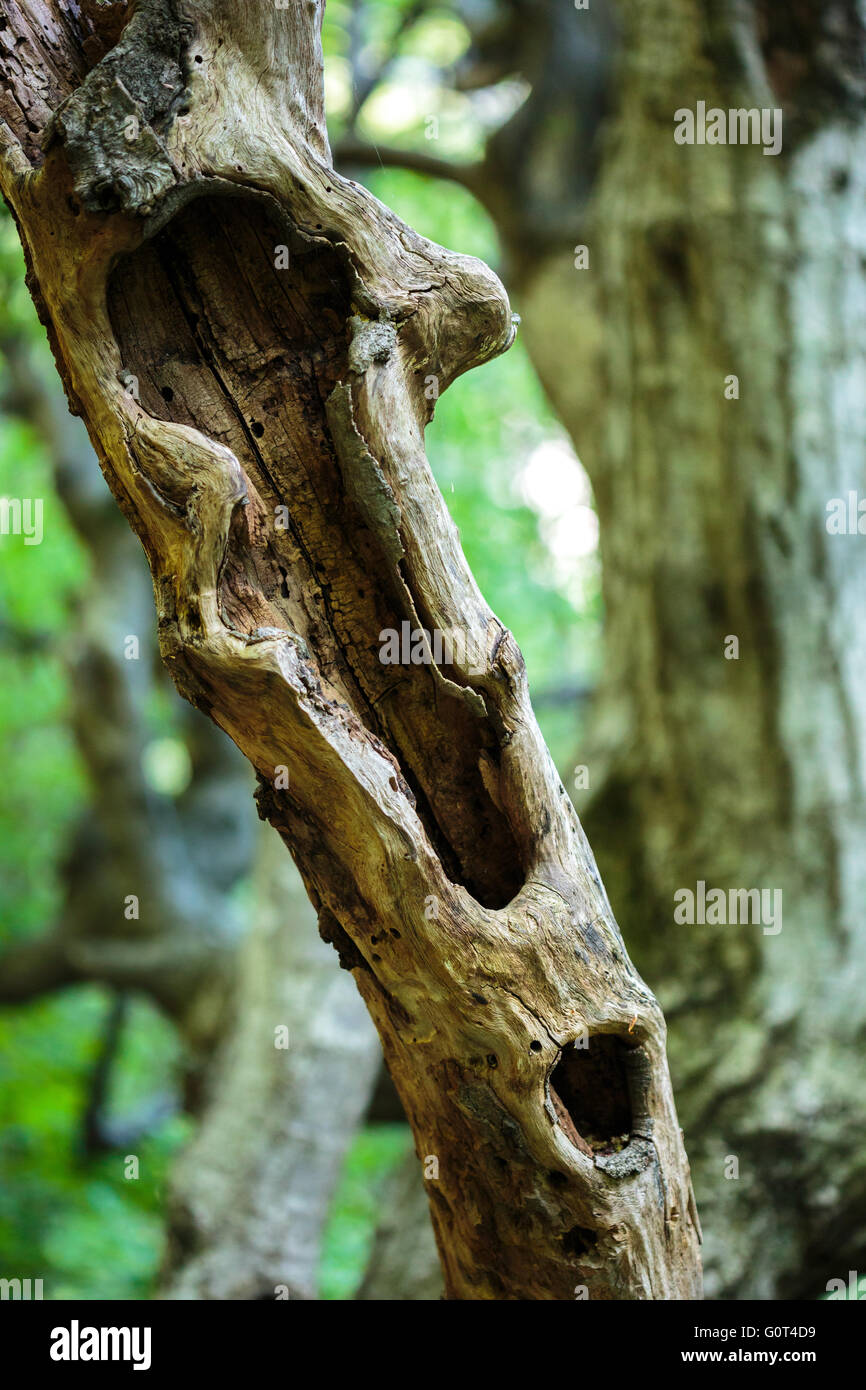 Old barren tree hi-res stock photography and images - Alamy
