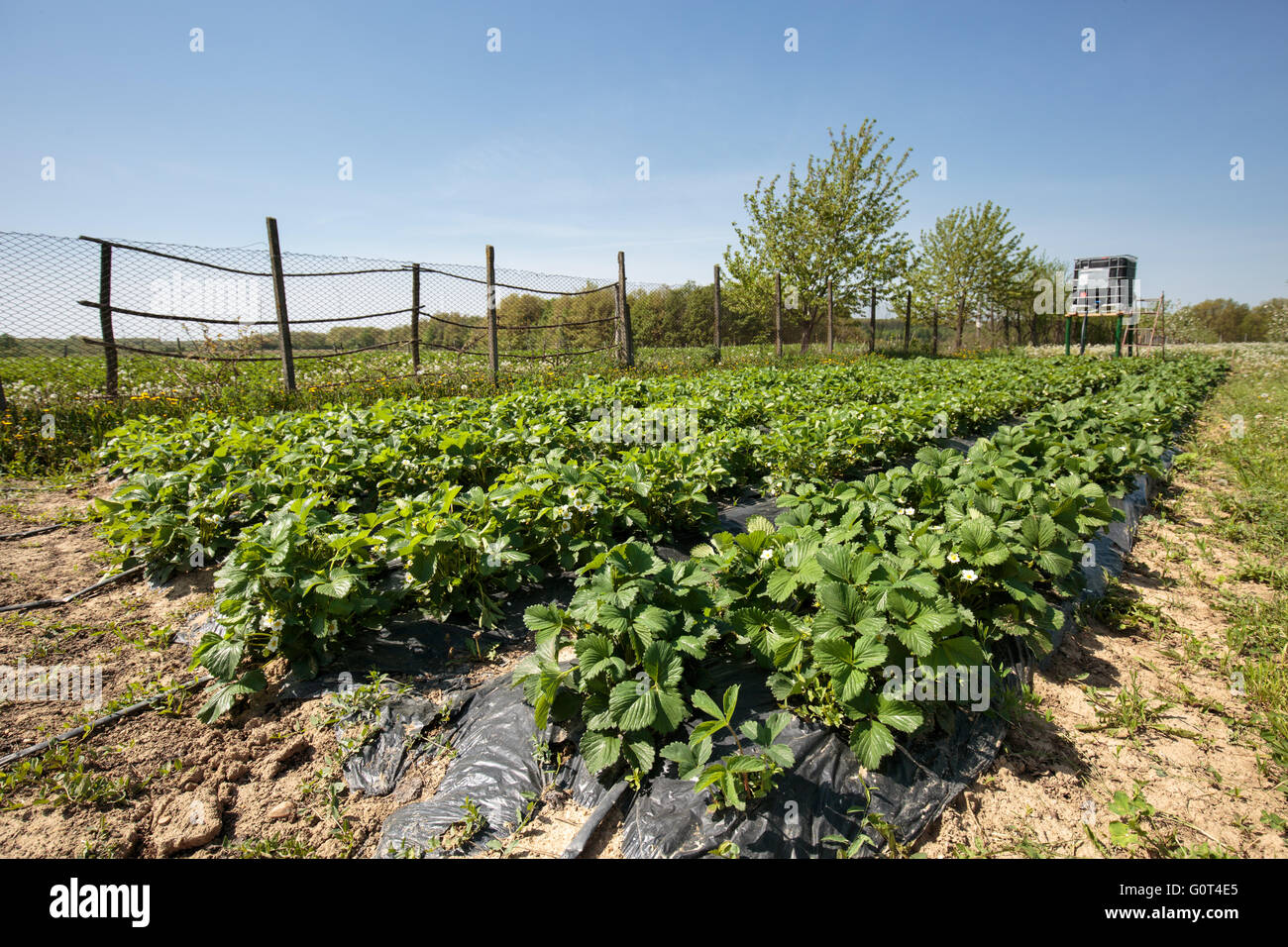 Home grown strawberry field in the countryside Stock Photo - Alamy