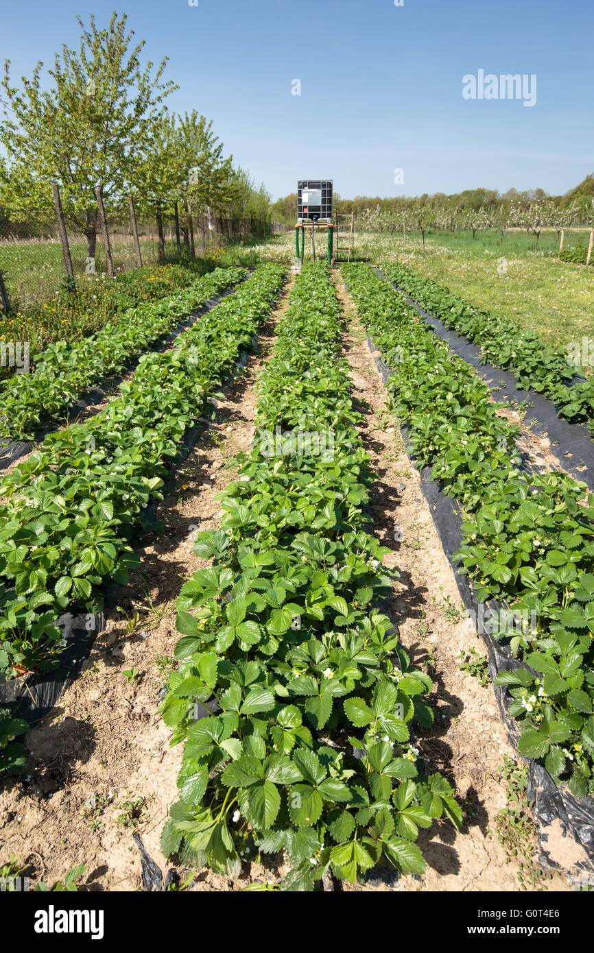 Home grown strawberry field in the countryside Stock Photo - Alamy