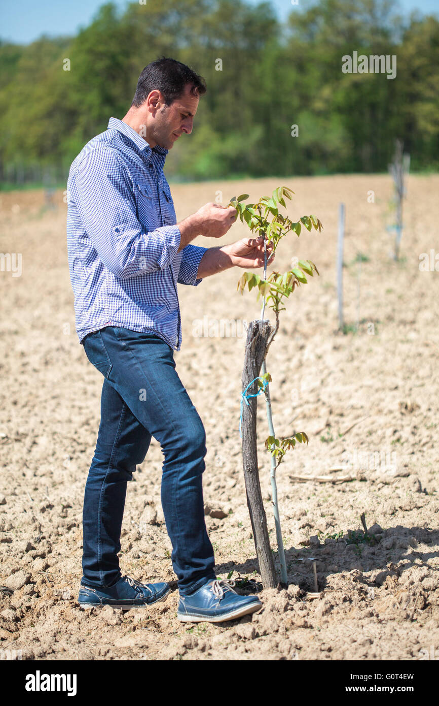 Mature farmer checking his young trees in the orchard Stock Photo - Alamy