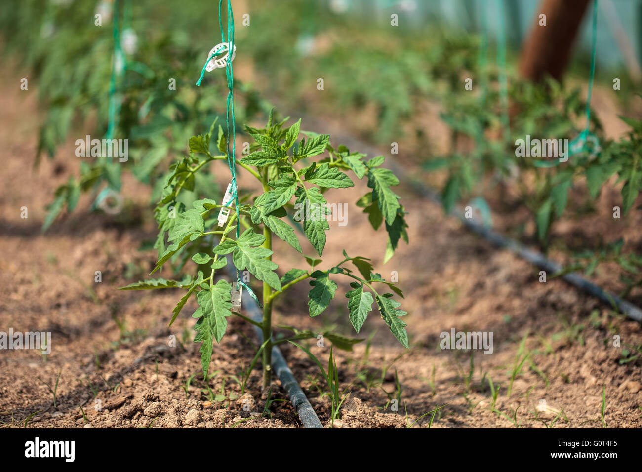 Closeup of tomato rows in a greenhouse Stock Photo - Alamy