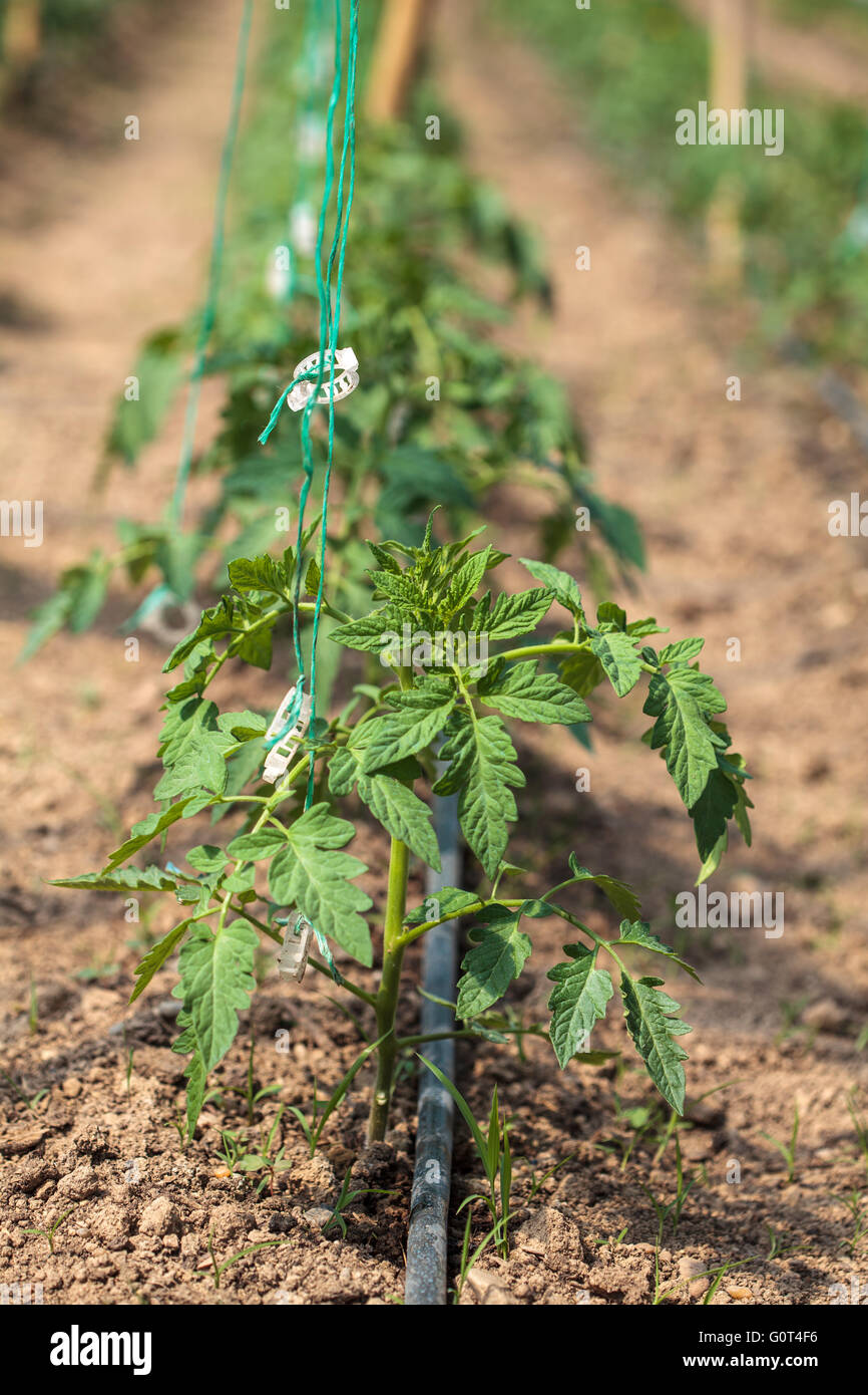 Closeup of tomato rows in a greenhouse Stock Photo - Alamy