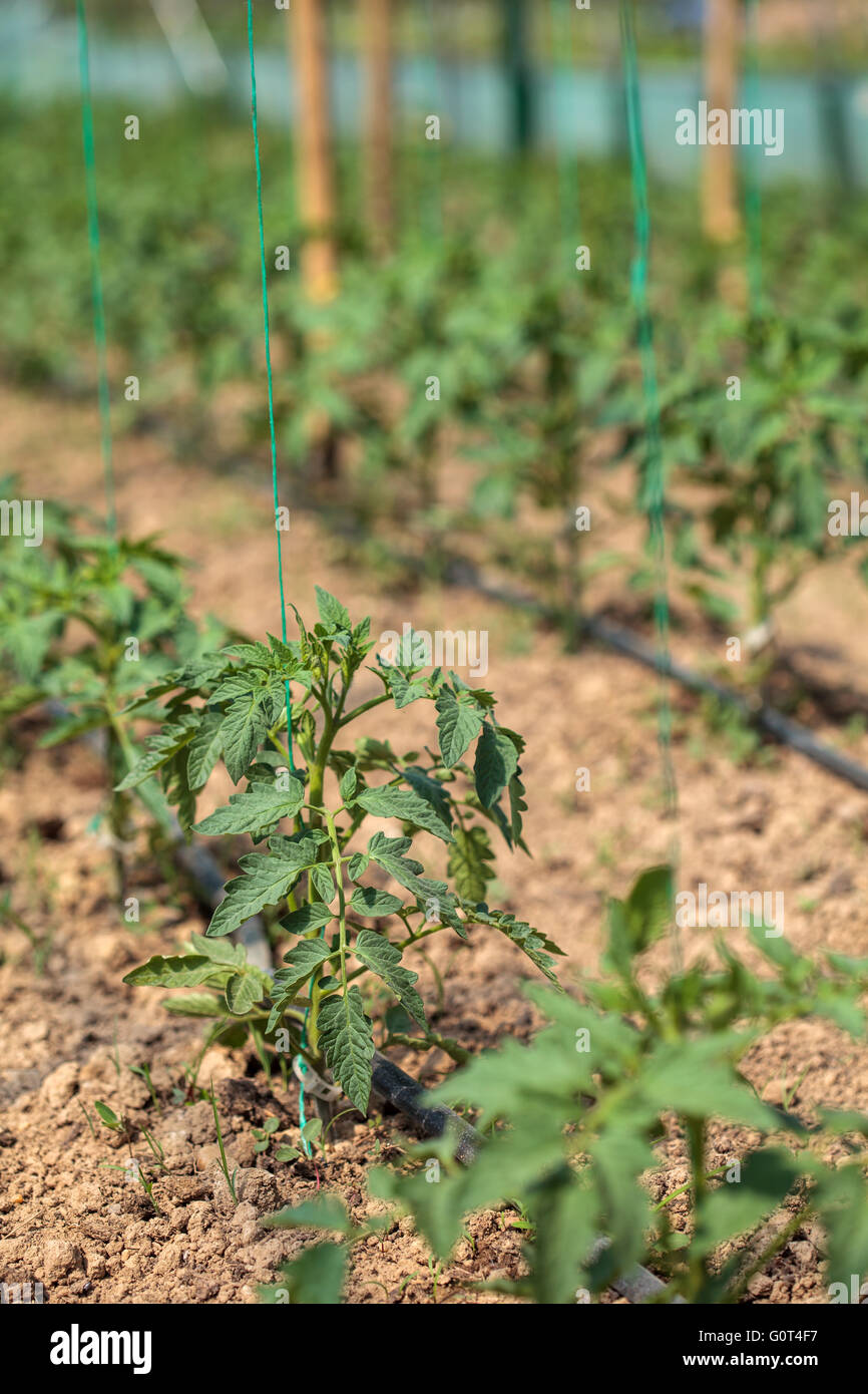 Closeup of tomato rows in a greenhouse Stock Photo - Alamy