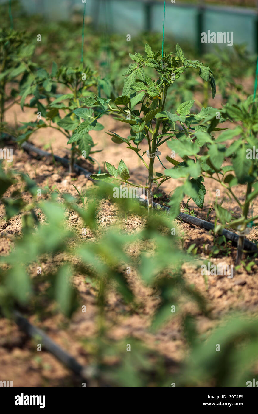 Closeup of tomato rows in a greenhouse Stock Photo - Alamy