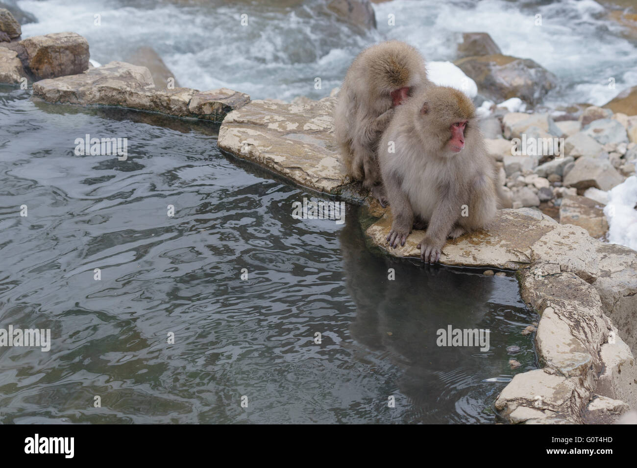 Japanese macaque bathing in hot springs, Nagano, Japan Stock Photo - Alamy