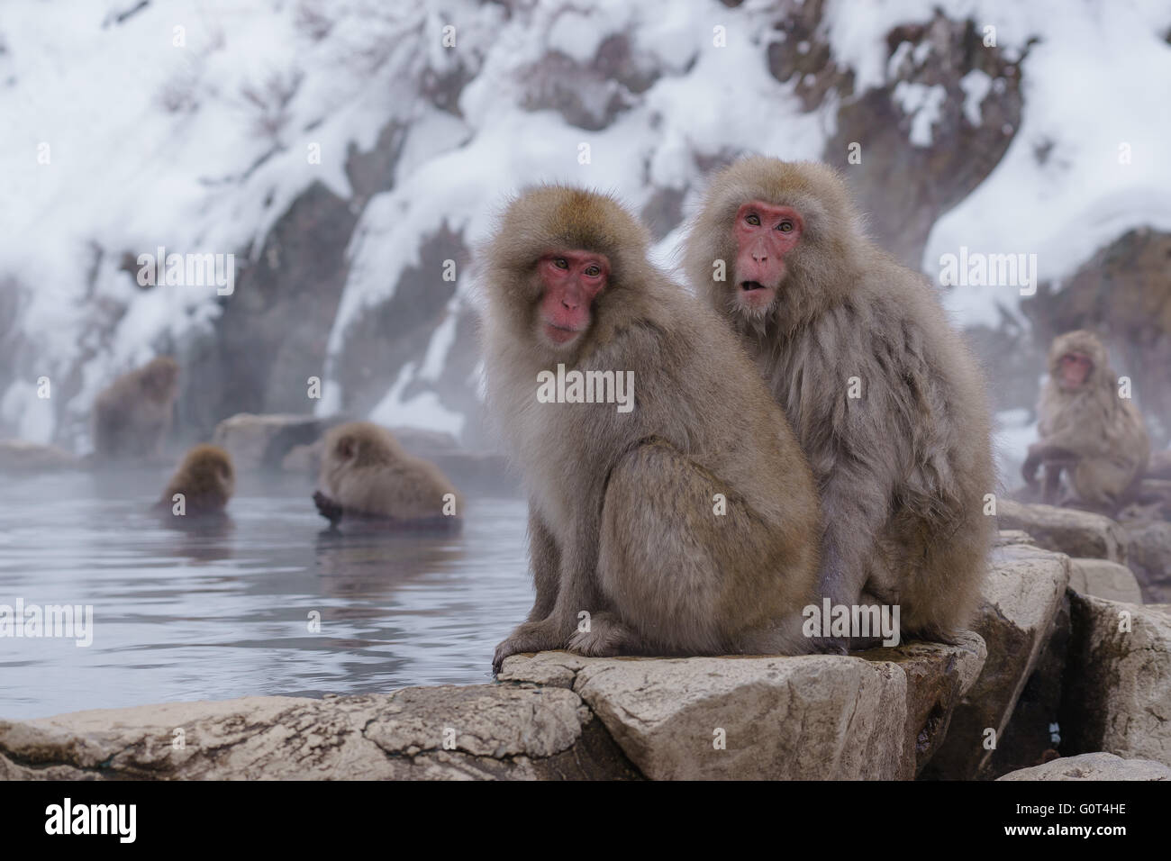 Japanese macaque bathing in hot springs, Nagano, Japan Stock Photo - Alamy