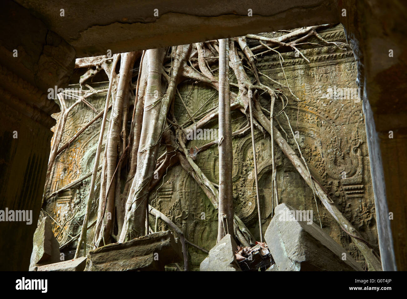 Tree roots growing over bas-relief on Ta Prohm temple ruins (12th ...