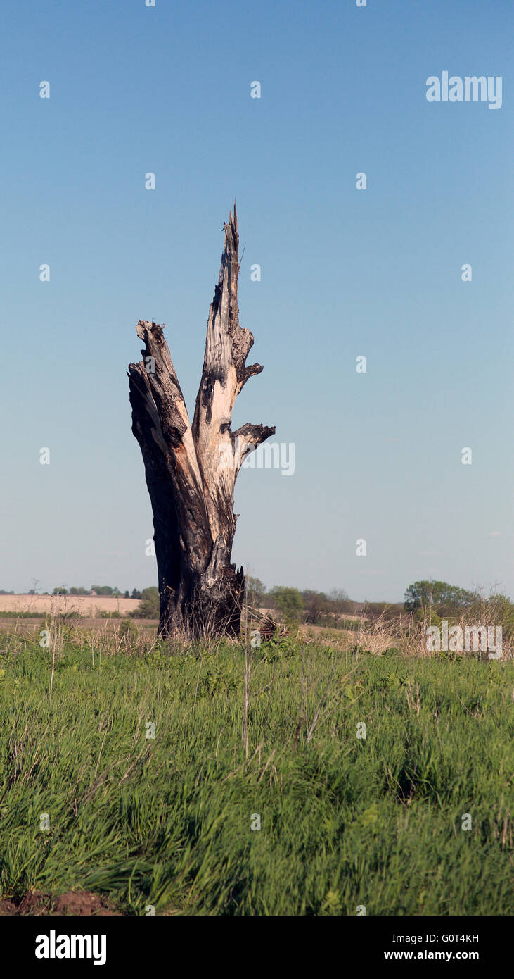Tall tree stump after fire-vertical orientation Stock Photo - Alamy