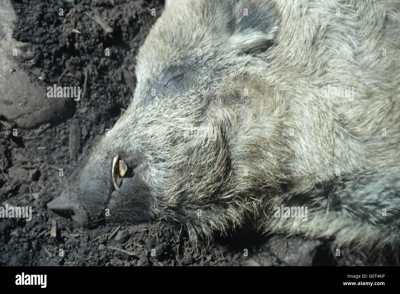 Wild Boar Face High Resolution Stock Photography and Images - Alamy