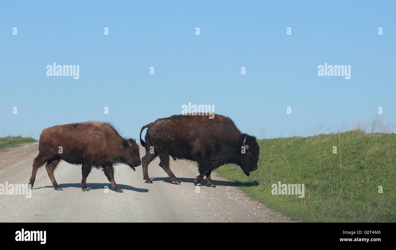 Two bison, a male and a female, cross a gravel road Stock Photo - Alamy