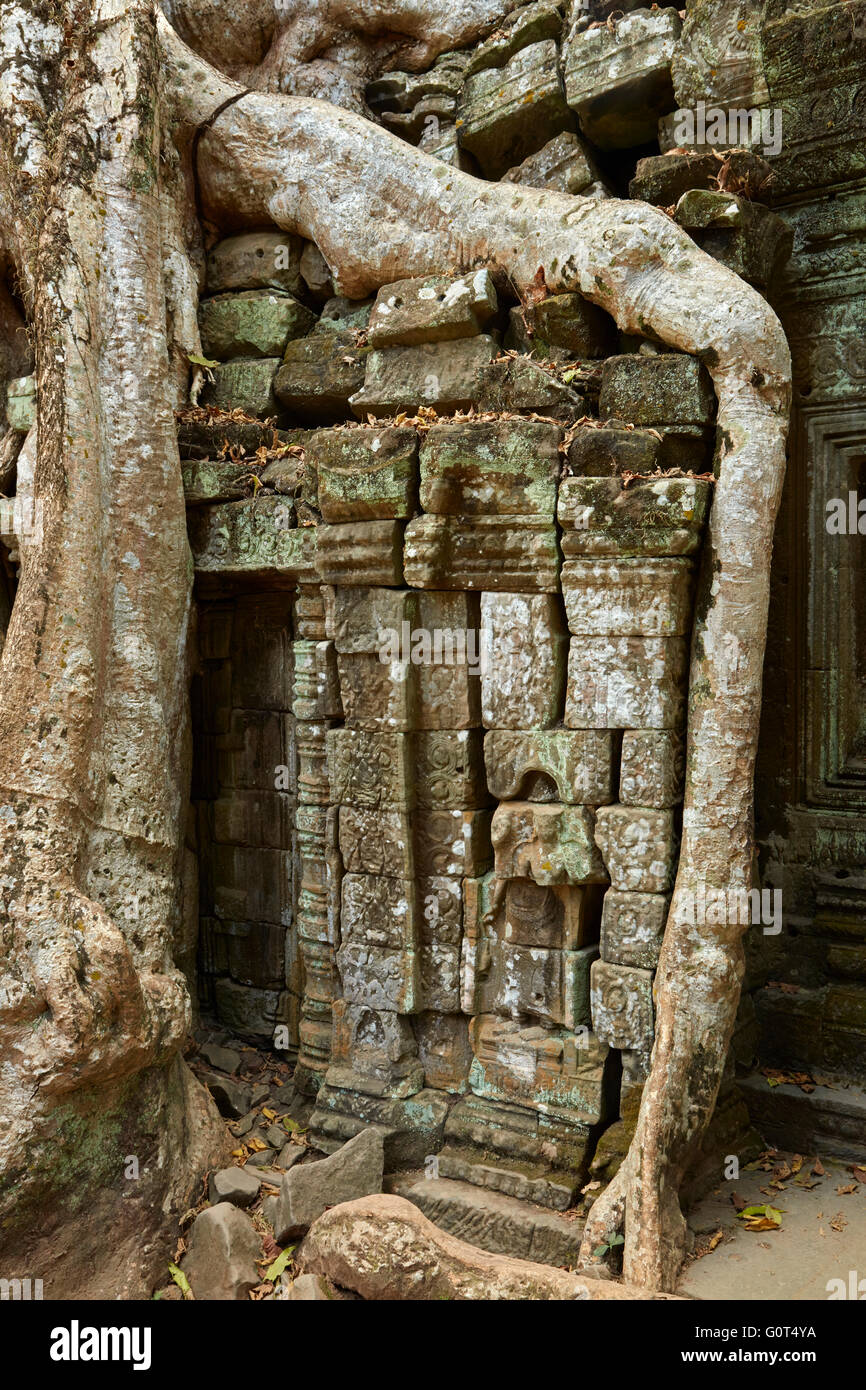 Tree roots growing over Ta Prohm temple ruins (12th century), Angkor ...