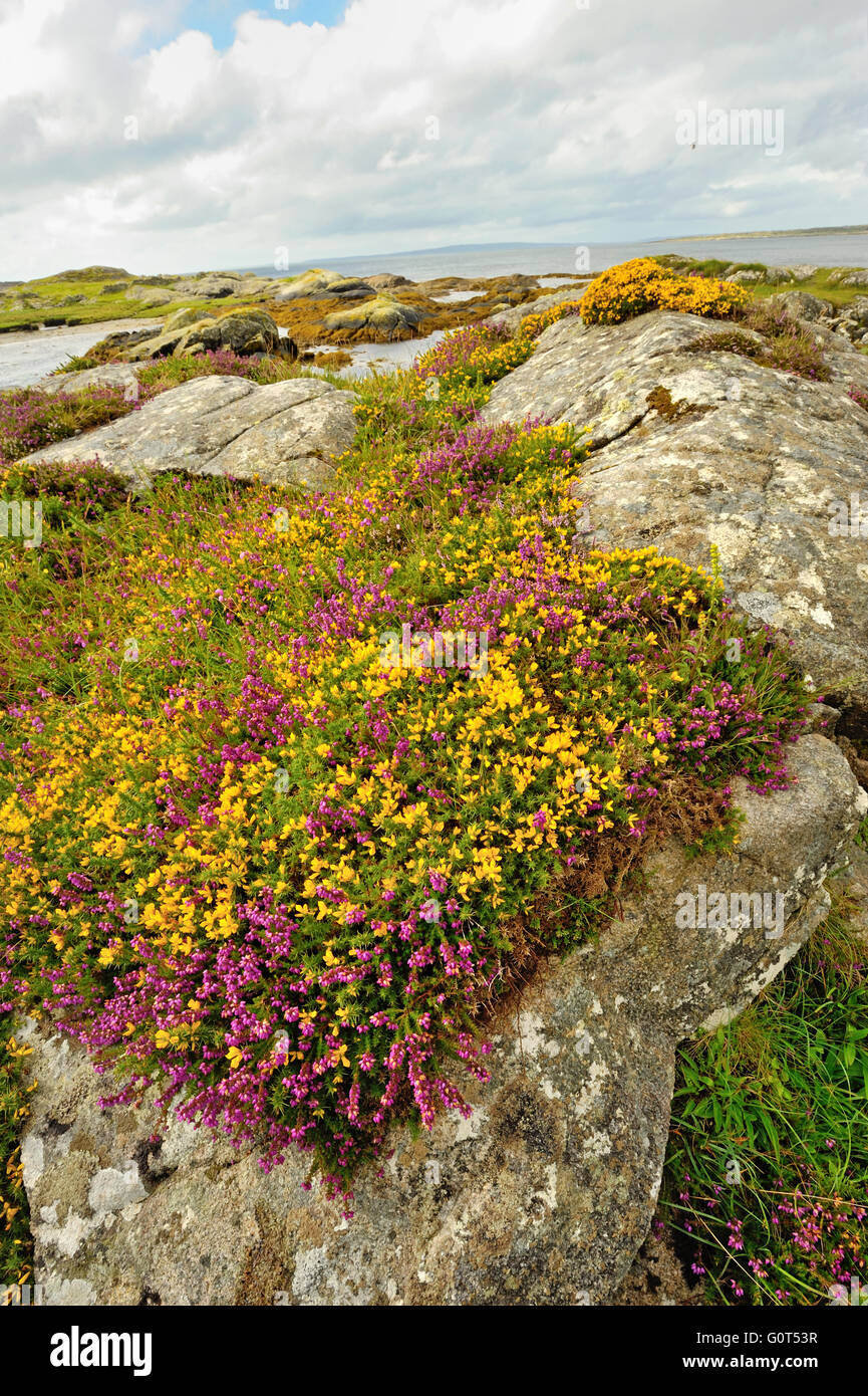 Summer ireland landscape at ocean Stock Photo - Alamy