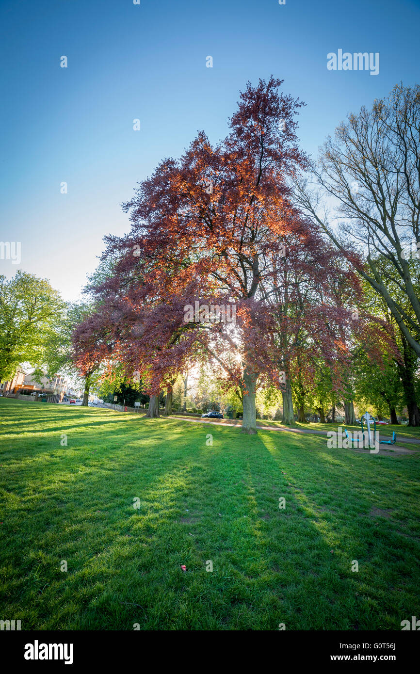 Abington Park Northampton High Resolution Stock Photography and Images ...