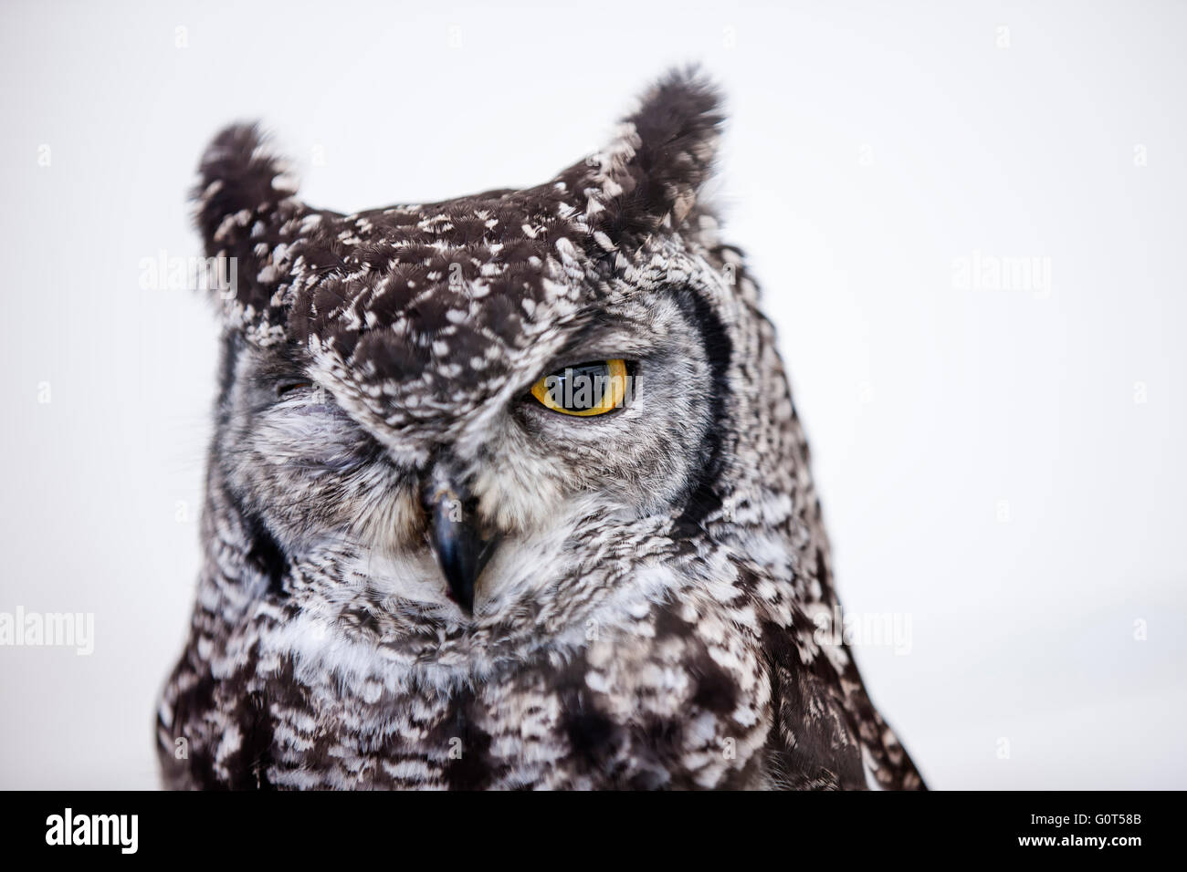 African Spotted Eagle-owl (Bubo africanus Stock Photo - Alamy