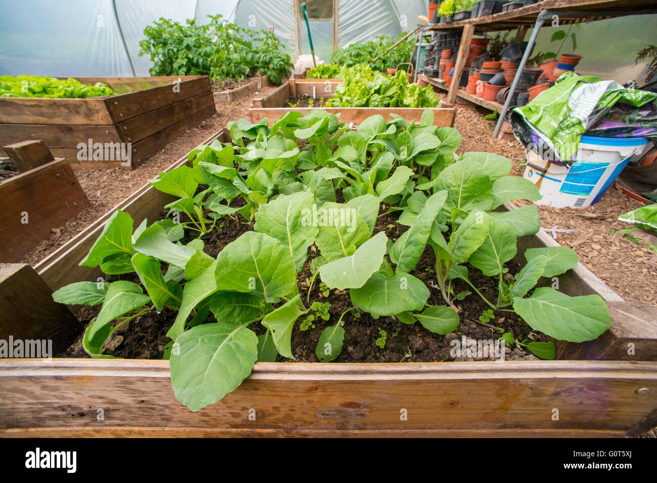 Vegetables growing in polytunnel greenhouse hi-res stock photography ...