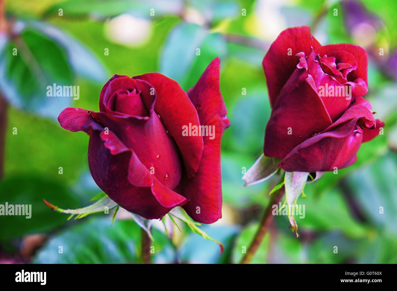 Two deep red roses with raindrops against soft green background Stock ...