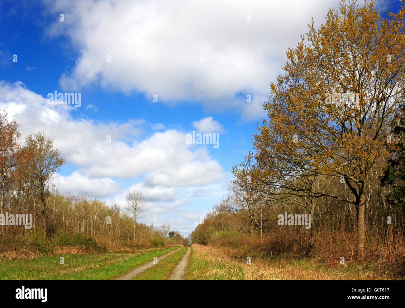 A wide track through the ancient woodland nature reserve of Foxley Wood ...