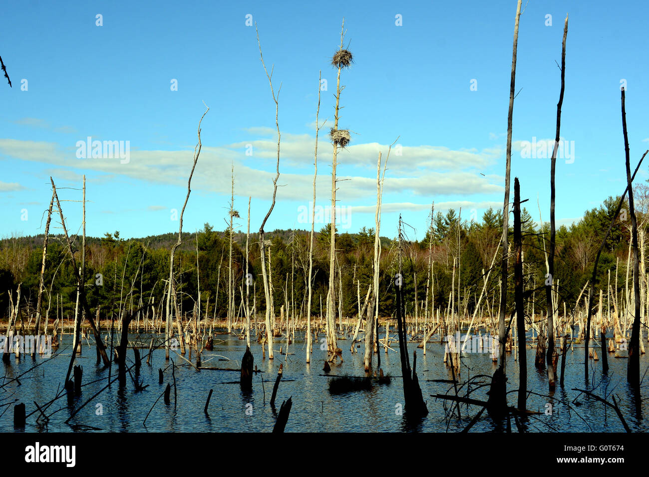 Swamp forest hi-res stock photography and images - Alamy