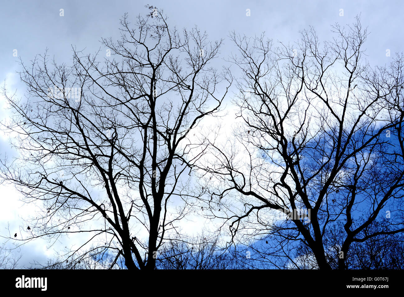 Trees and Blue Sky Stock Photo - Alamy