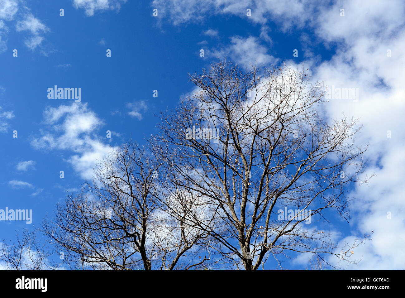 Blue Sky and Trees Stock Photo - Alamy